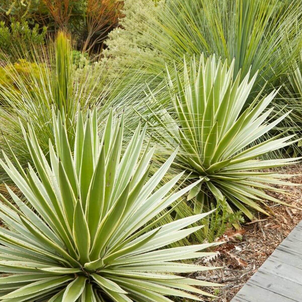 Agawa • Agave angustifolia doniczkowa ️Roslinydomowe.pl