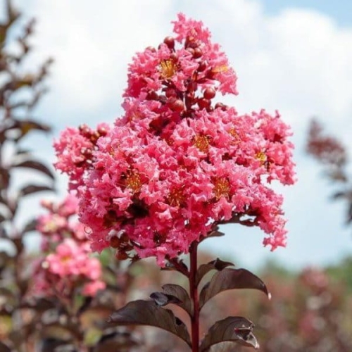 Lagerstroemia Shell Pink Indica ️ Roslinydomowe.pl