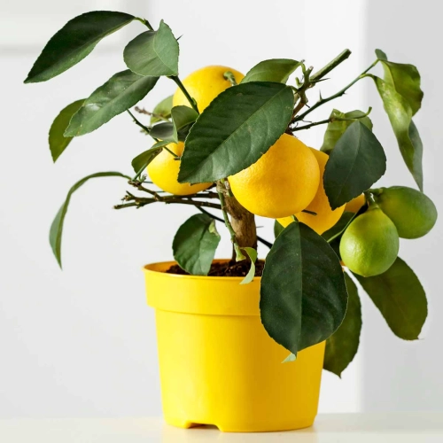 Cytryna Lemon Lover • Niska cena ️ Roslinydomowe.pl
